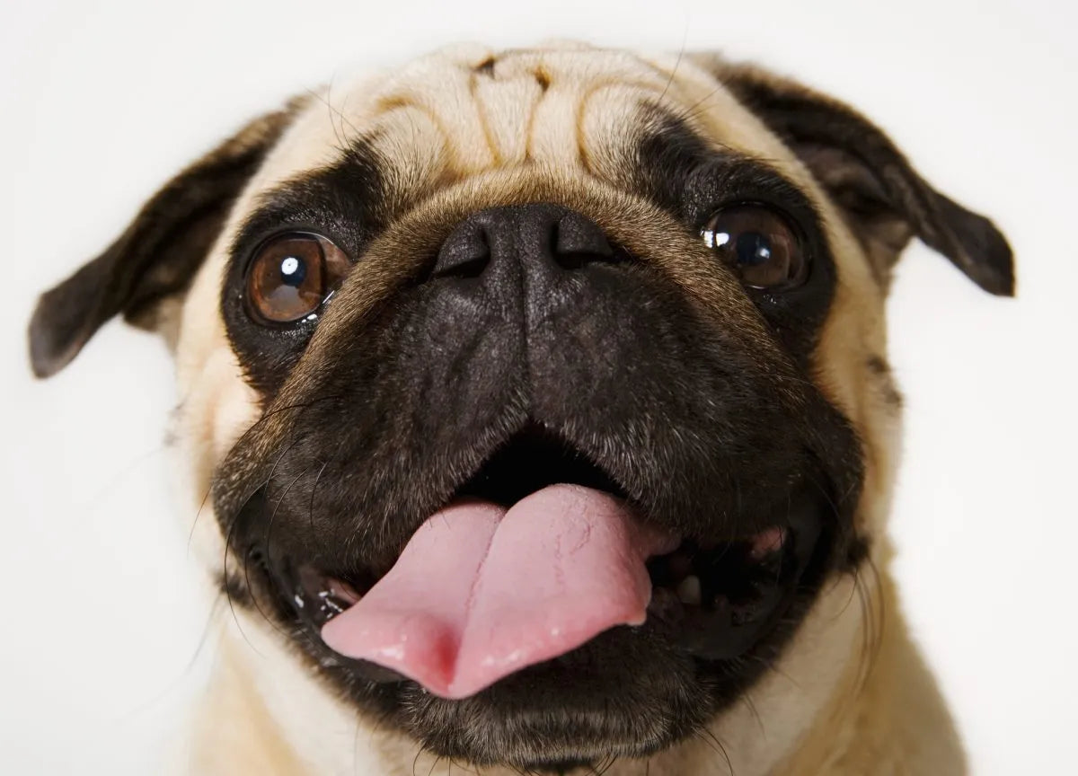 Pug Clothes: Adorable Outfits for Your Squishy-Faced Friend – Both Tails